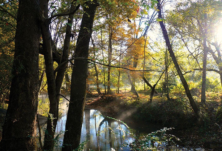 Alabama's Rugged Pinhoti 100 - Trail Runner Magazine