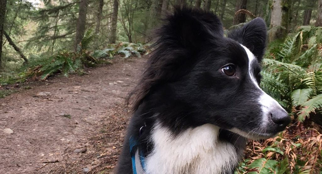 Tips for Trail Running with Your Dog - Trail Runner Magazine