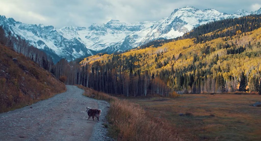 Watch: Wolfpack - Trail Runner Magazine