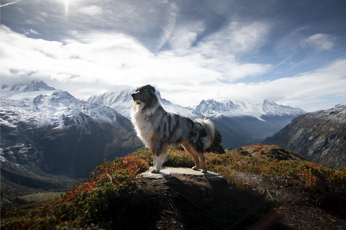 Meet Chamonix's Trail Running Dog - Trail Runner Magazine