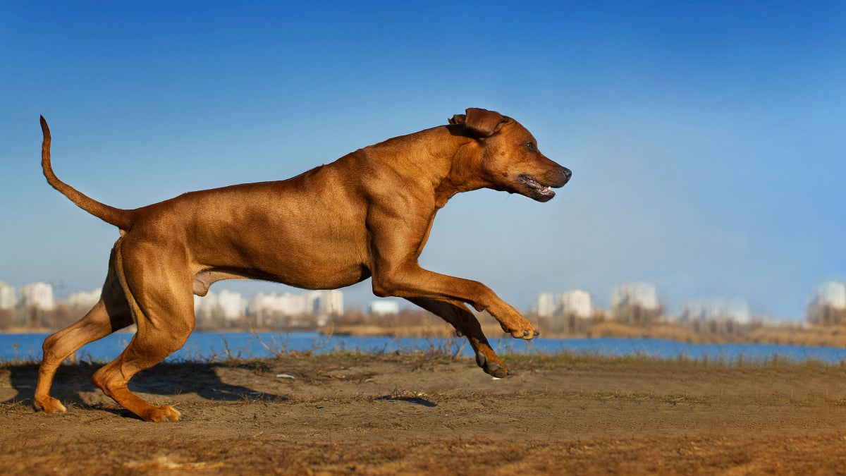 Best Running Dogs: 20 Breeds for Serious Athletes - Trail Runner Magazine
