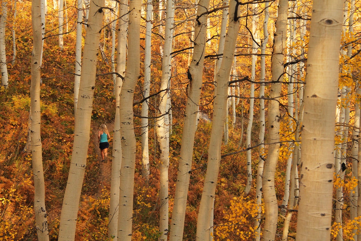 The Run Rabbit Run 100 Miler Turns 10 This Year - Trail Runner Magazine