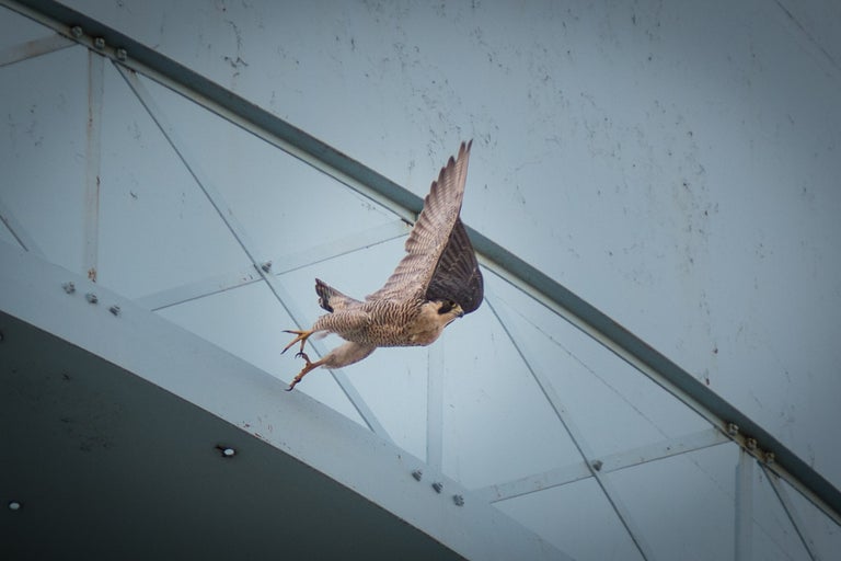 Here’s an Effective Way To Identify Hawk Species: Think Of Them As ...